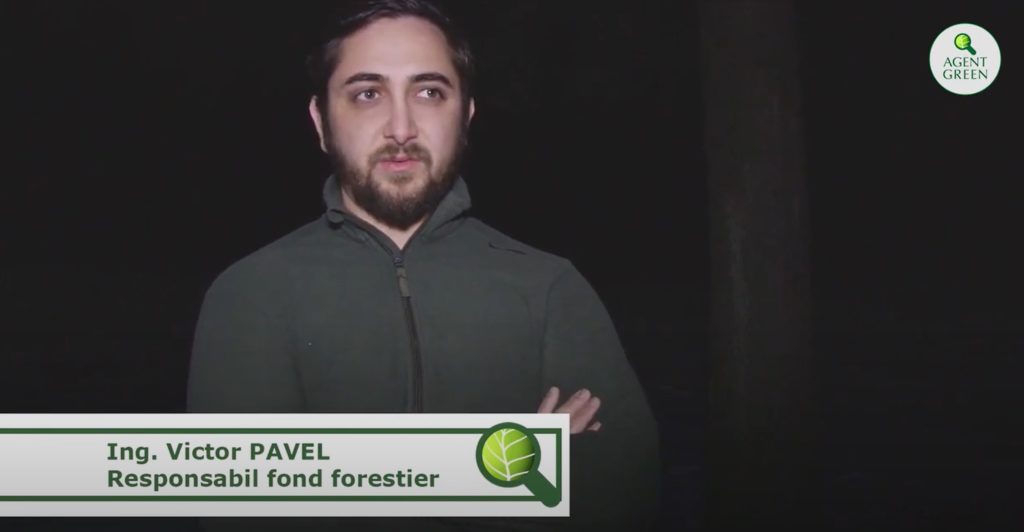 Agent Green | Furt de arbori estimat la 200.000 euro în Dorna ...